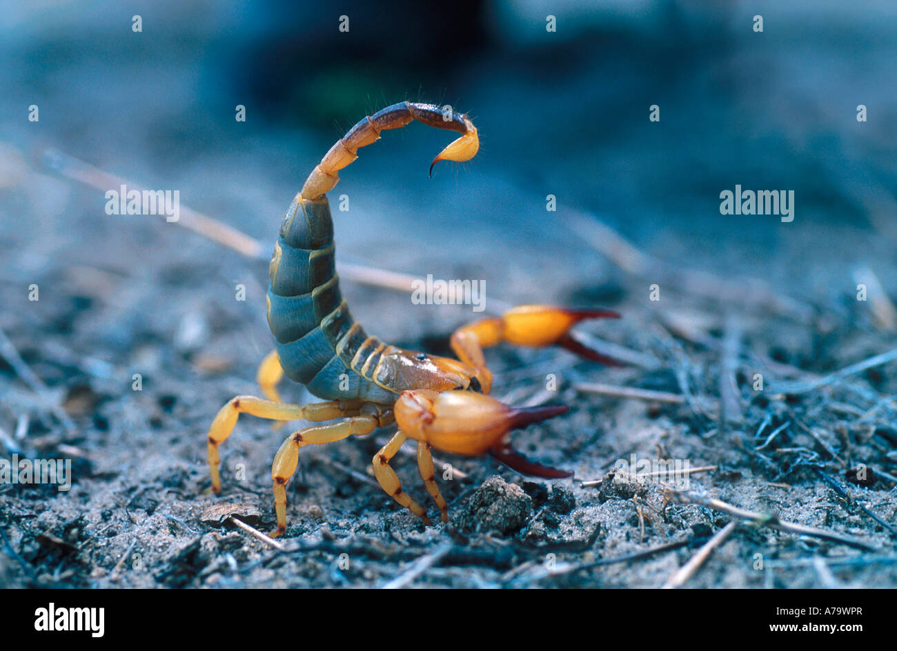 Unidentified burrowing scorpion near Kukama Central Kalahari Game ...