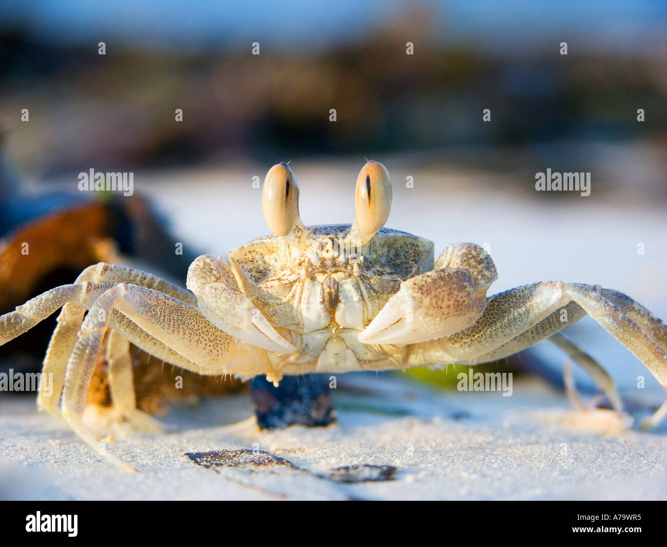 ghost CRAB portrait in the morning light on BAMBURU BEACH Mombasa Kenya ...
