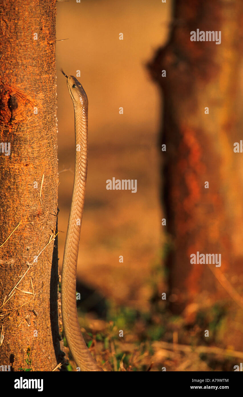 Black mamba snake africa hi-res stock photography and images - Alamy