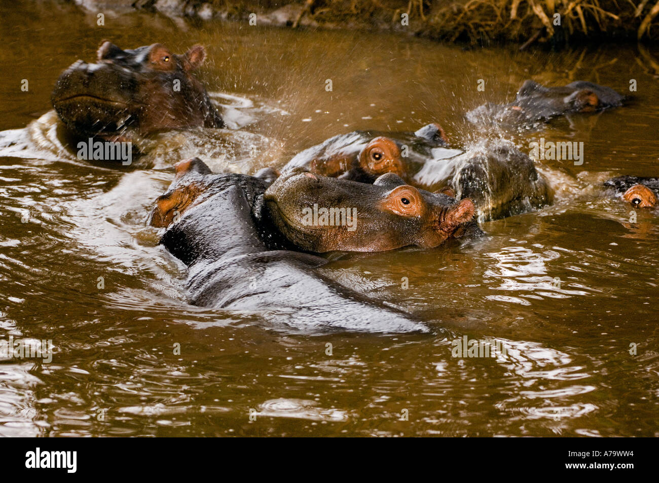 group family of hippopotamus hippo bathing in the river swimming bath ...