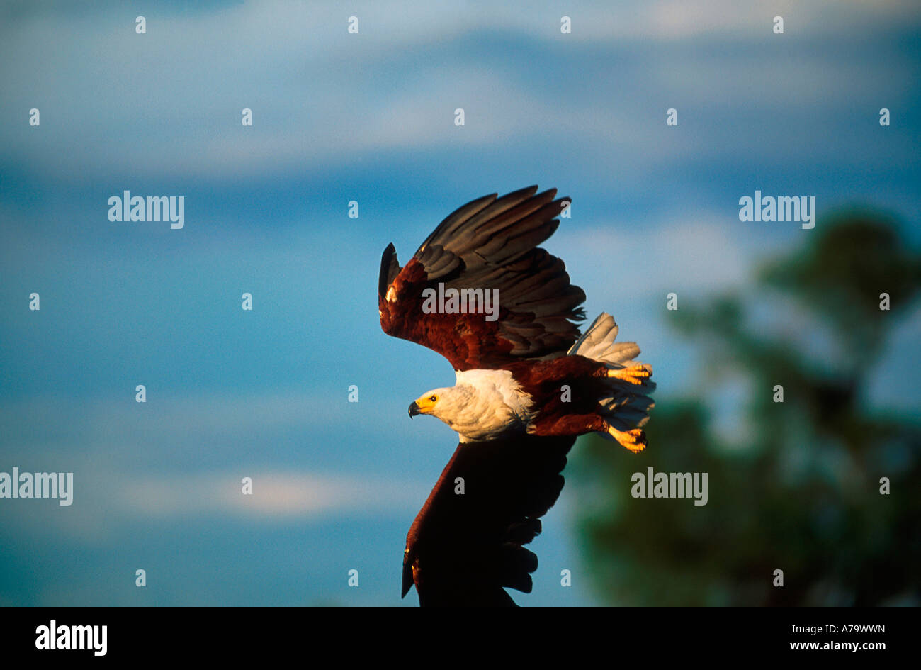 African fish eagle in flight Okavango Delta Botswana Stock Photo - Alamy
