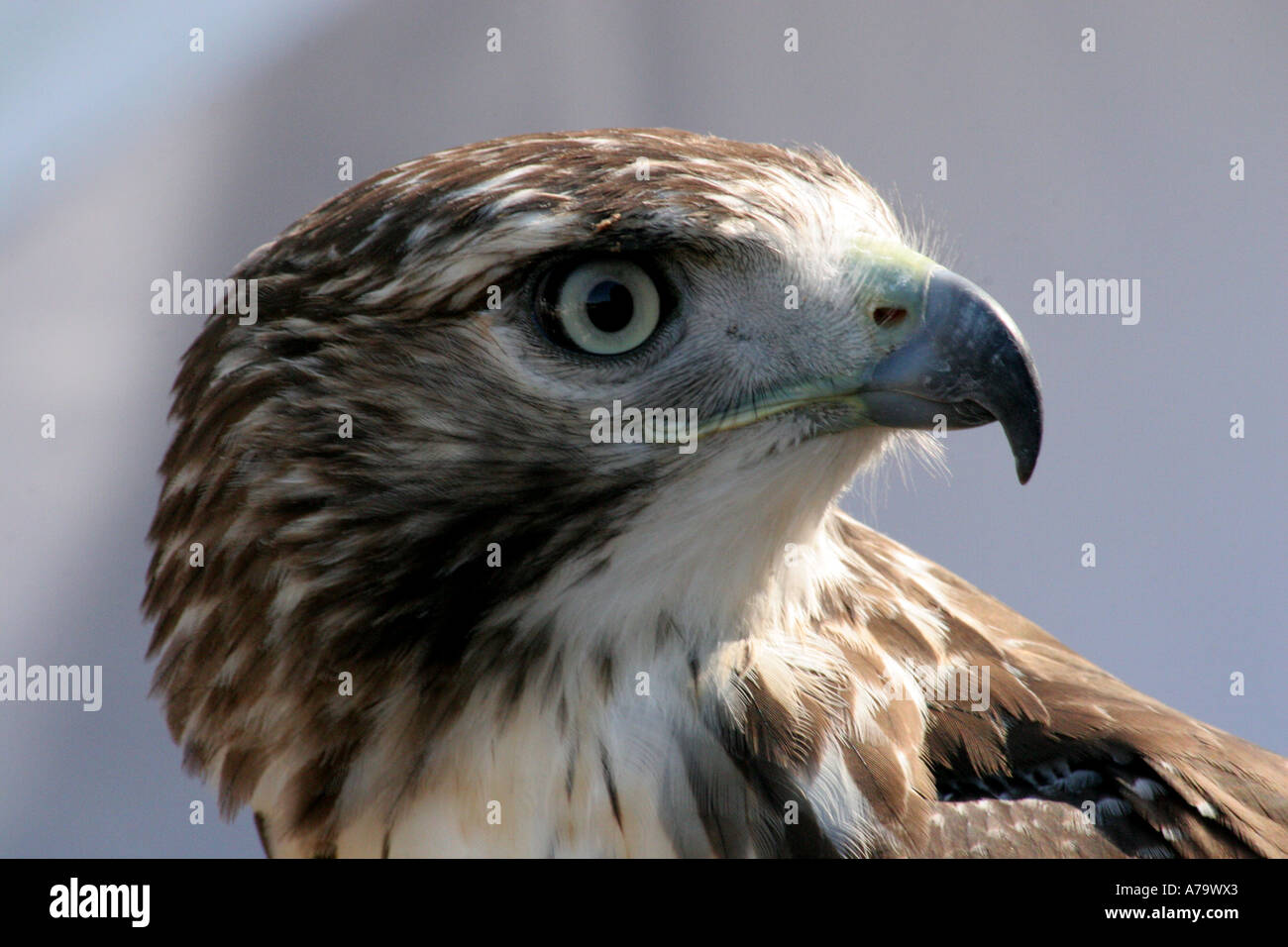 Red Tailed Hawk portrait Stock Photo - Alamy