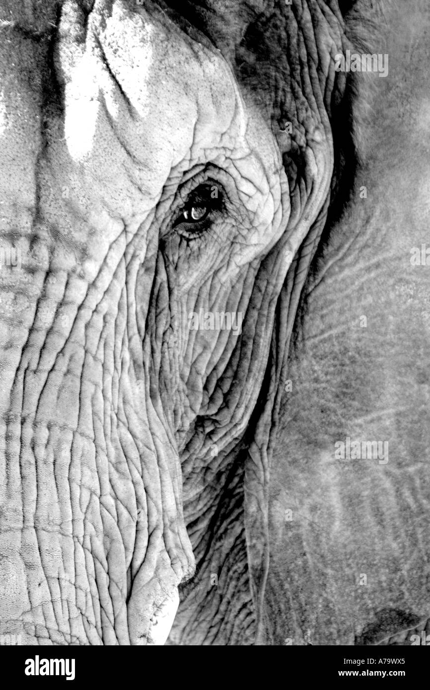 Animal skin wrinkles Black and White Stock Photos & Images - Alamy
