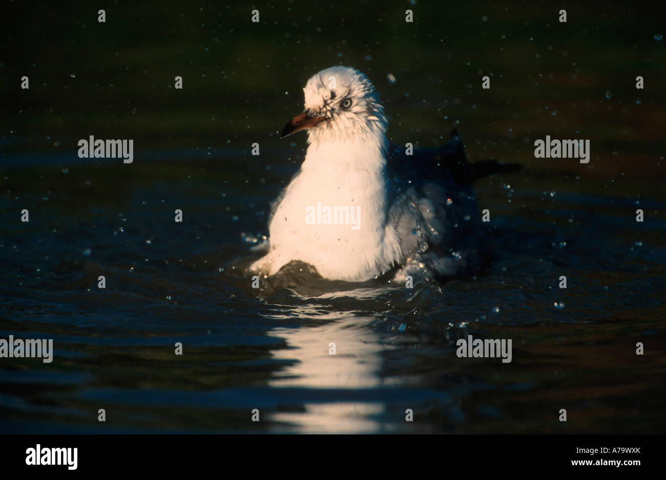 Greyheaded Gull swimming in the water Lamberts Bay Western Cape South ...