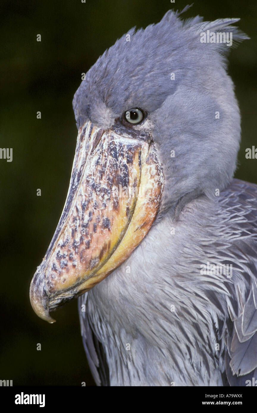 Shoebill profile hi-res stock photography and images - Alamy