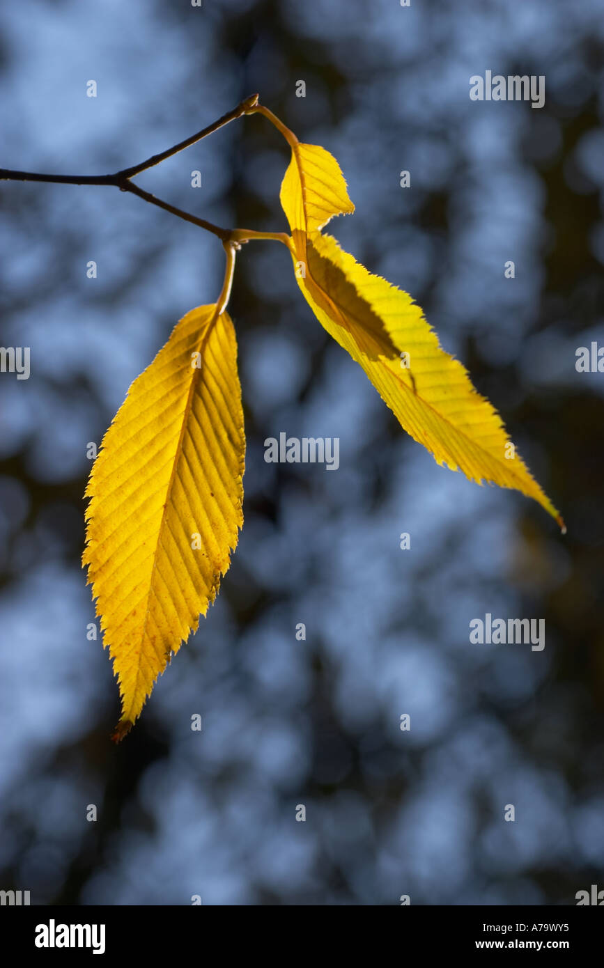 Acer carpinifolium hi-res stock photography and images - Alamy
