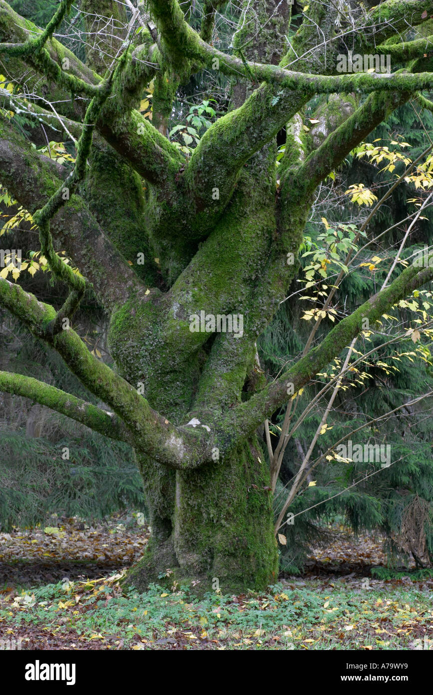 Maple tree twisted branches hi-res stock photography and images - Alamy