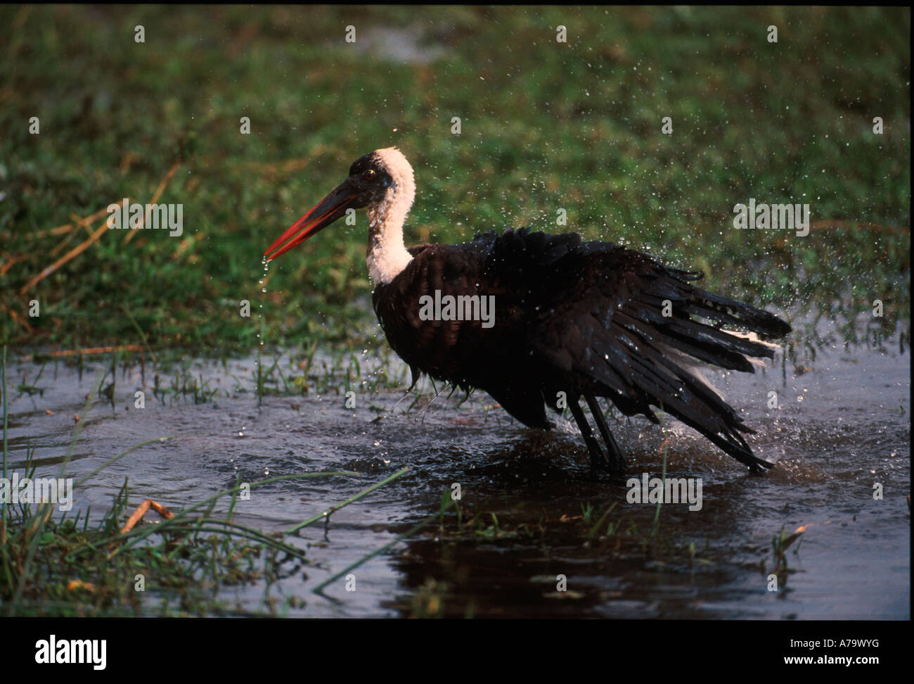 Woollynecked Stork preening in water displaying its ruffled feathers ...