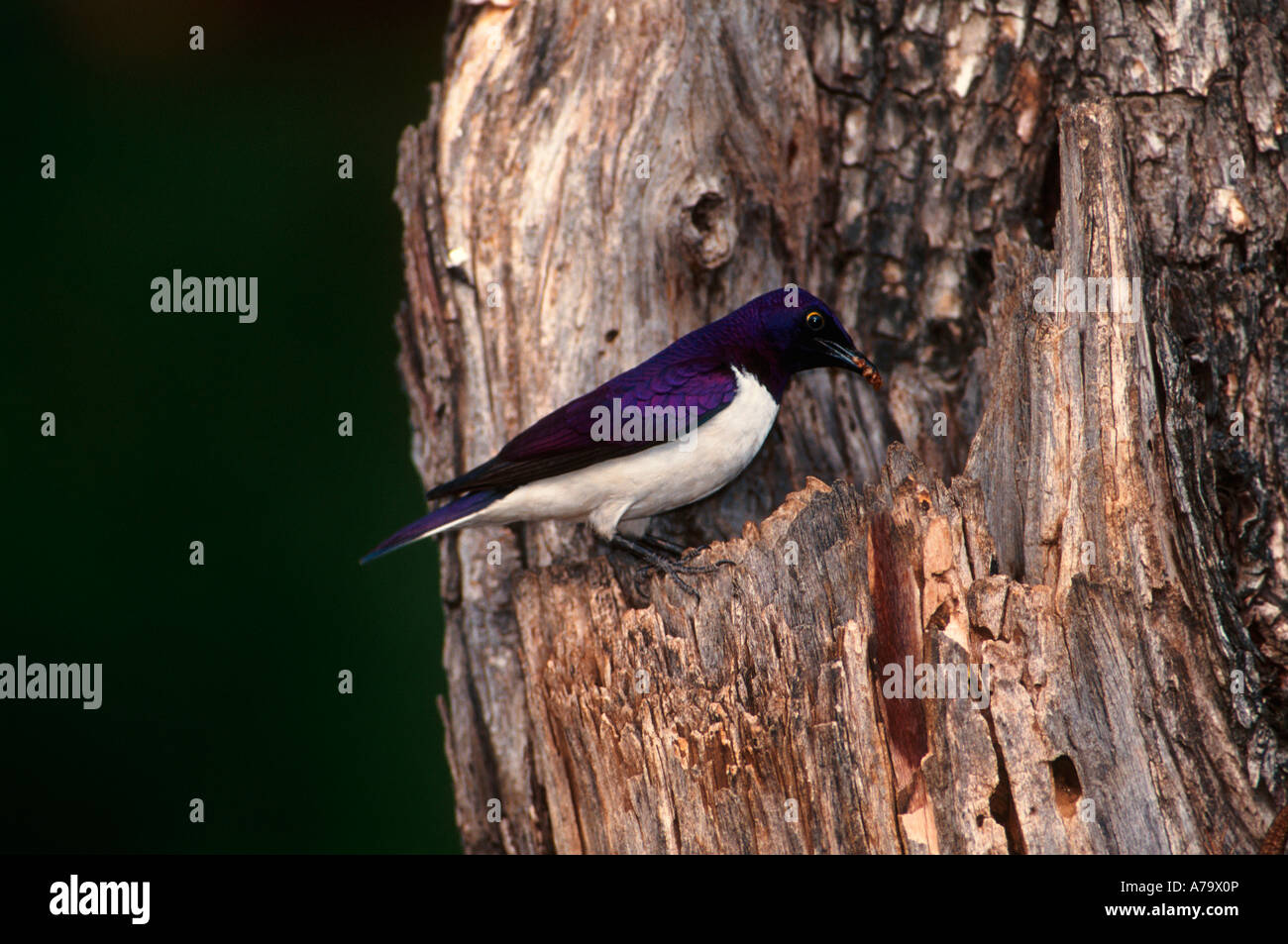 Plum coloured starling perched at its nest in a hole in a tree Kruger ...