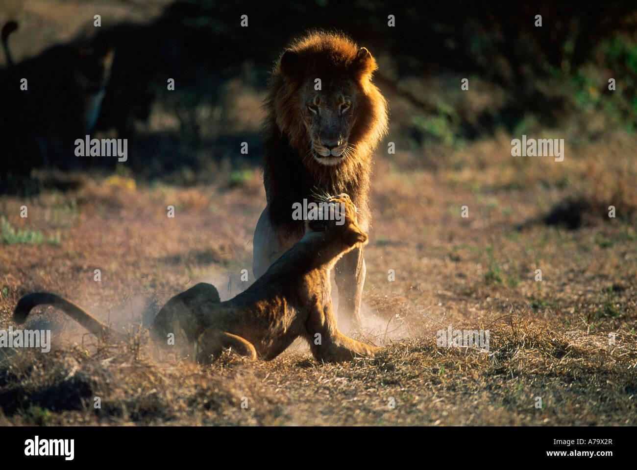 Lions showing aggression after mating Duma Tau Botswana Stock Photo - Alamy