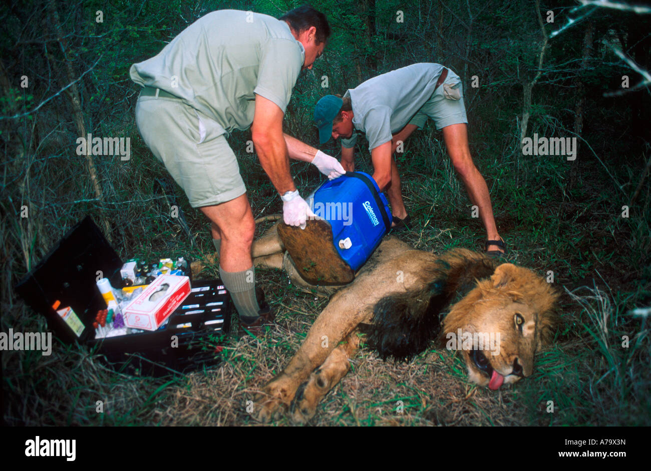 Veterinarians attend to a tranquillised male lion to remove a poachers ...