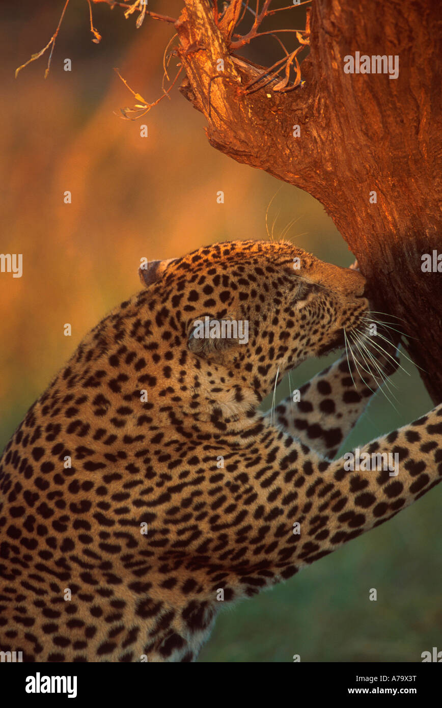 Leopard clawing against the bark of a tree Sabi Sand Game Reserve ...