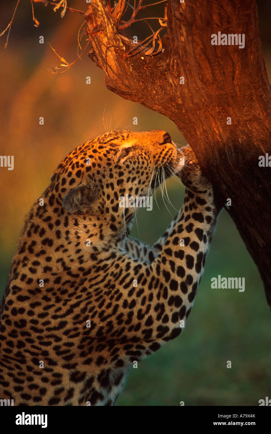 Leopard uses the trunk of a tree as a scratching post Sabi Sand Game ...