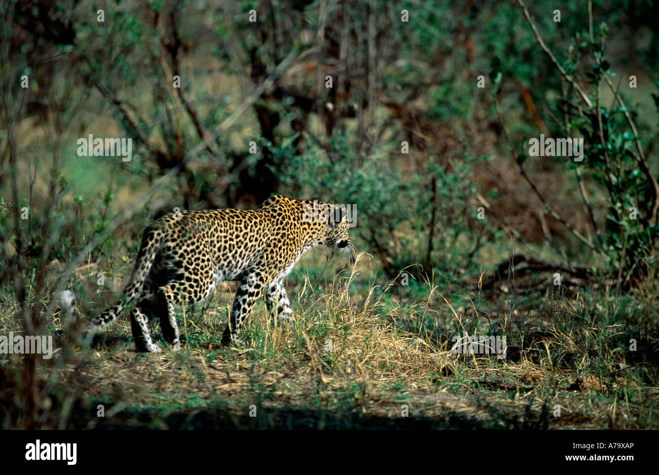 A female leopard steps carefully as it stalking towards prey Okavango ...