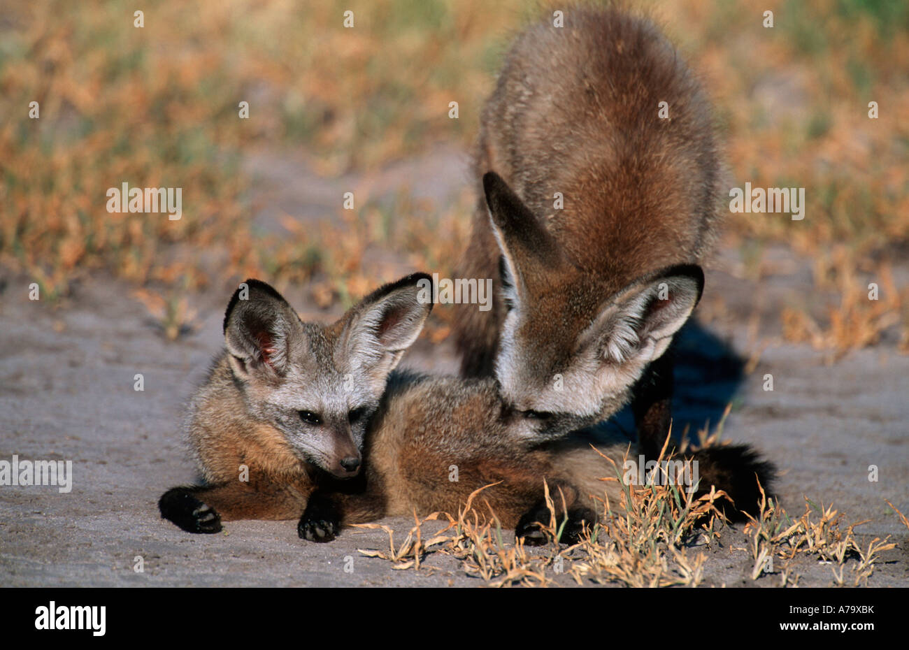 Bat eared fox and two hi-res stock photography and images - Alamy