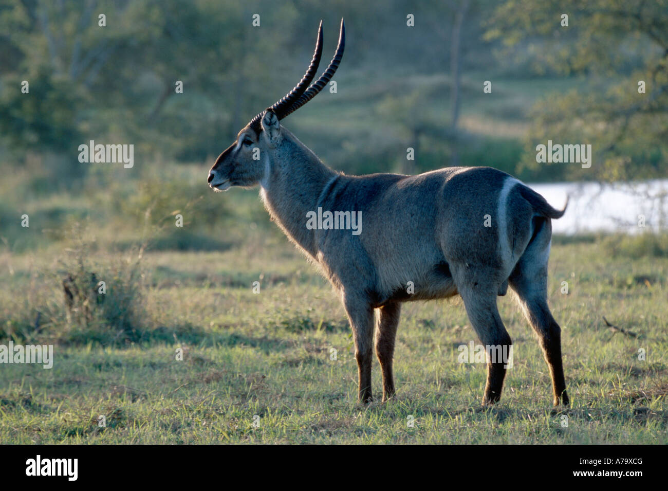 A male waterbuck in the savanna typical of the Sabi Sands game Reserve ...