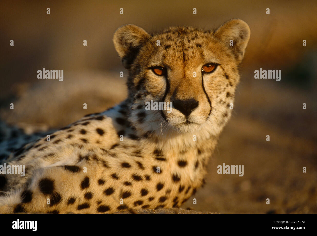 Portrait of a cheetah showing the striking amber eyes and tear markings ...