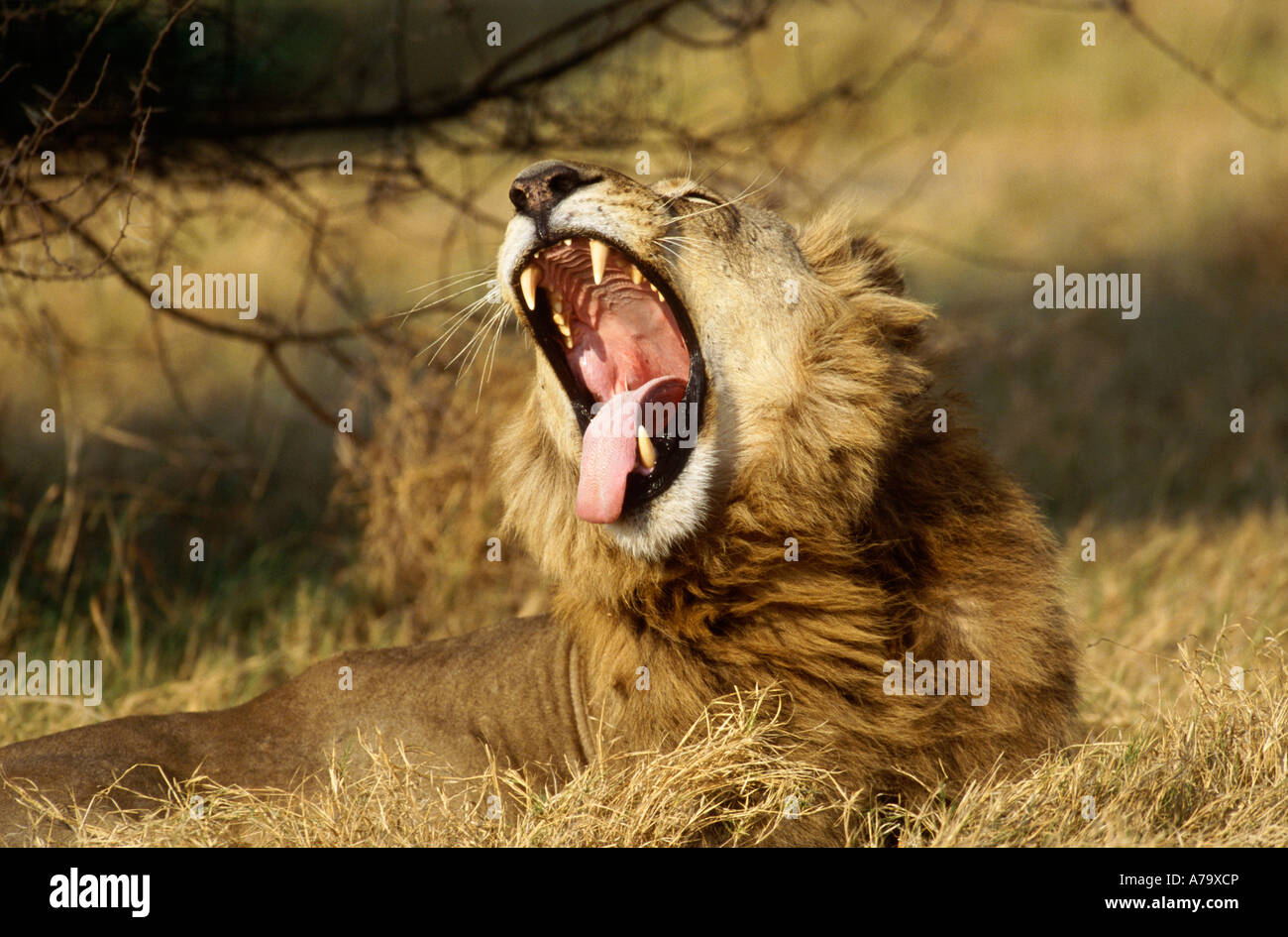 Portrait of a male lion yawning showing his canines while lying in dry ...
