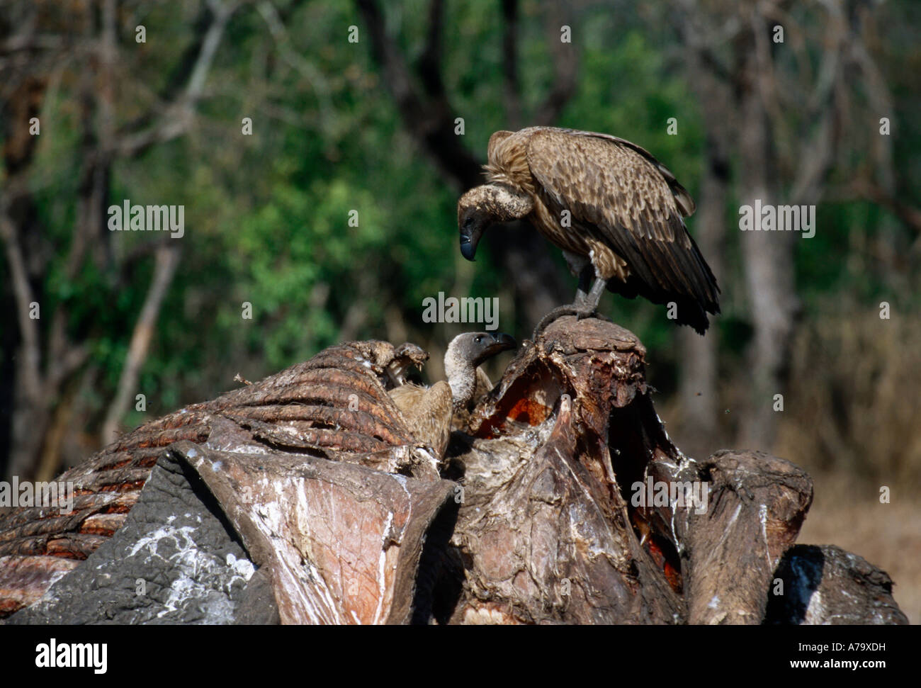 White backed vultures feeding on an elephant carcass one vulture ...
