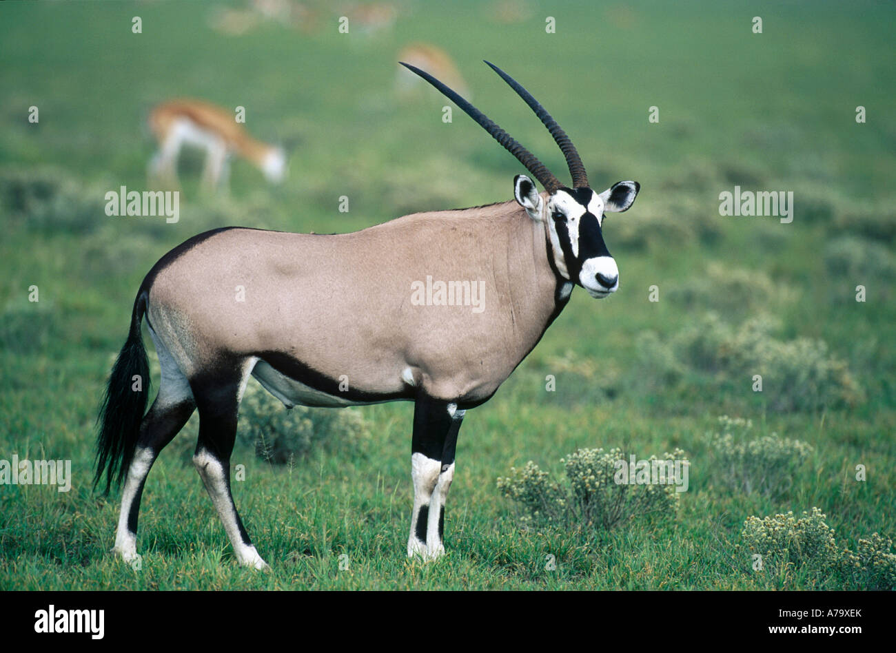 Male gemsbok hi-res stock photography and images - Alamy