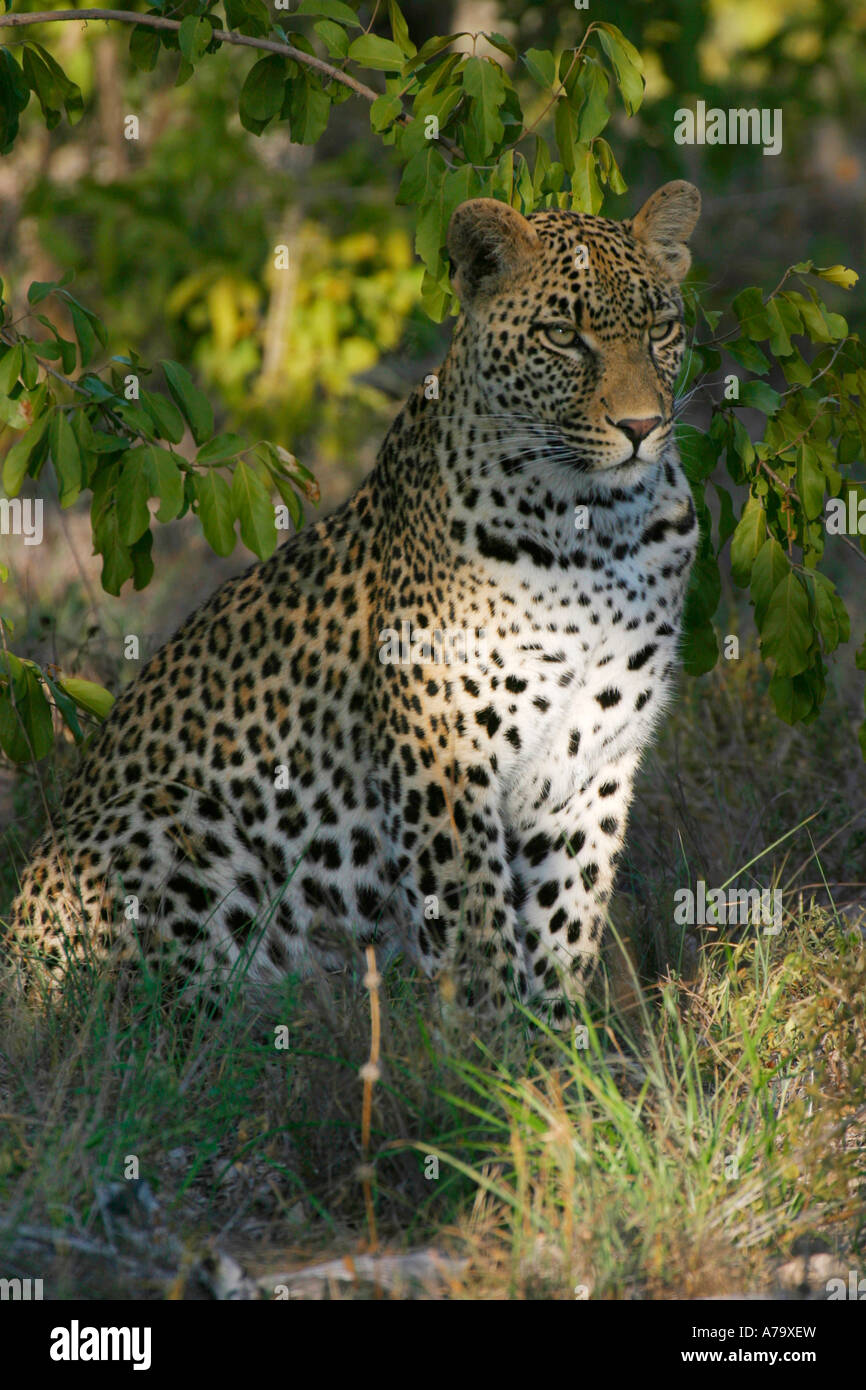 Portrait of a young male leopard in dappled light Sabi Sand Game ...