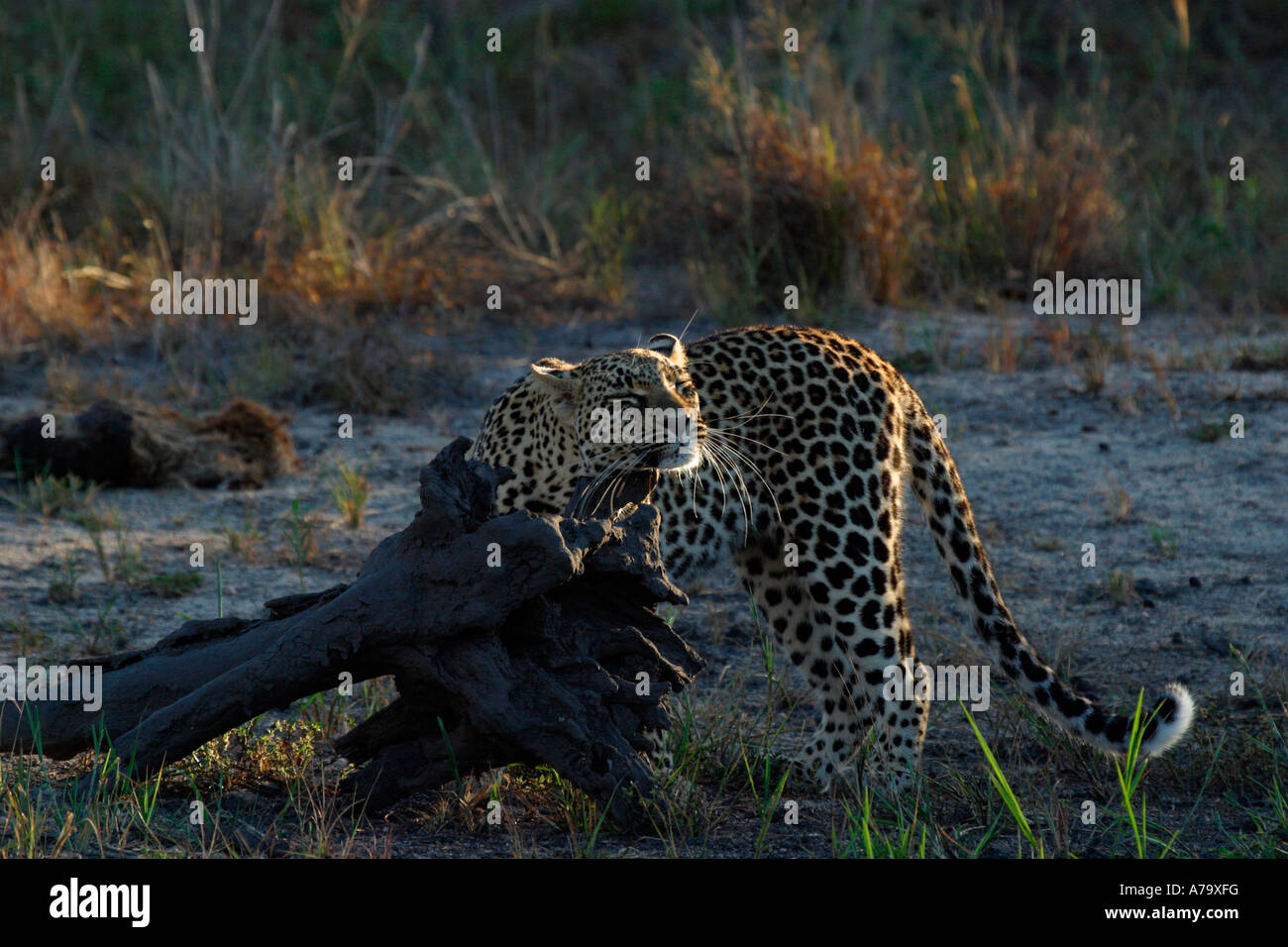 A young male leopard scratches its chin on a fallen stump Sabi Sand ...