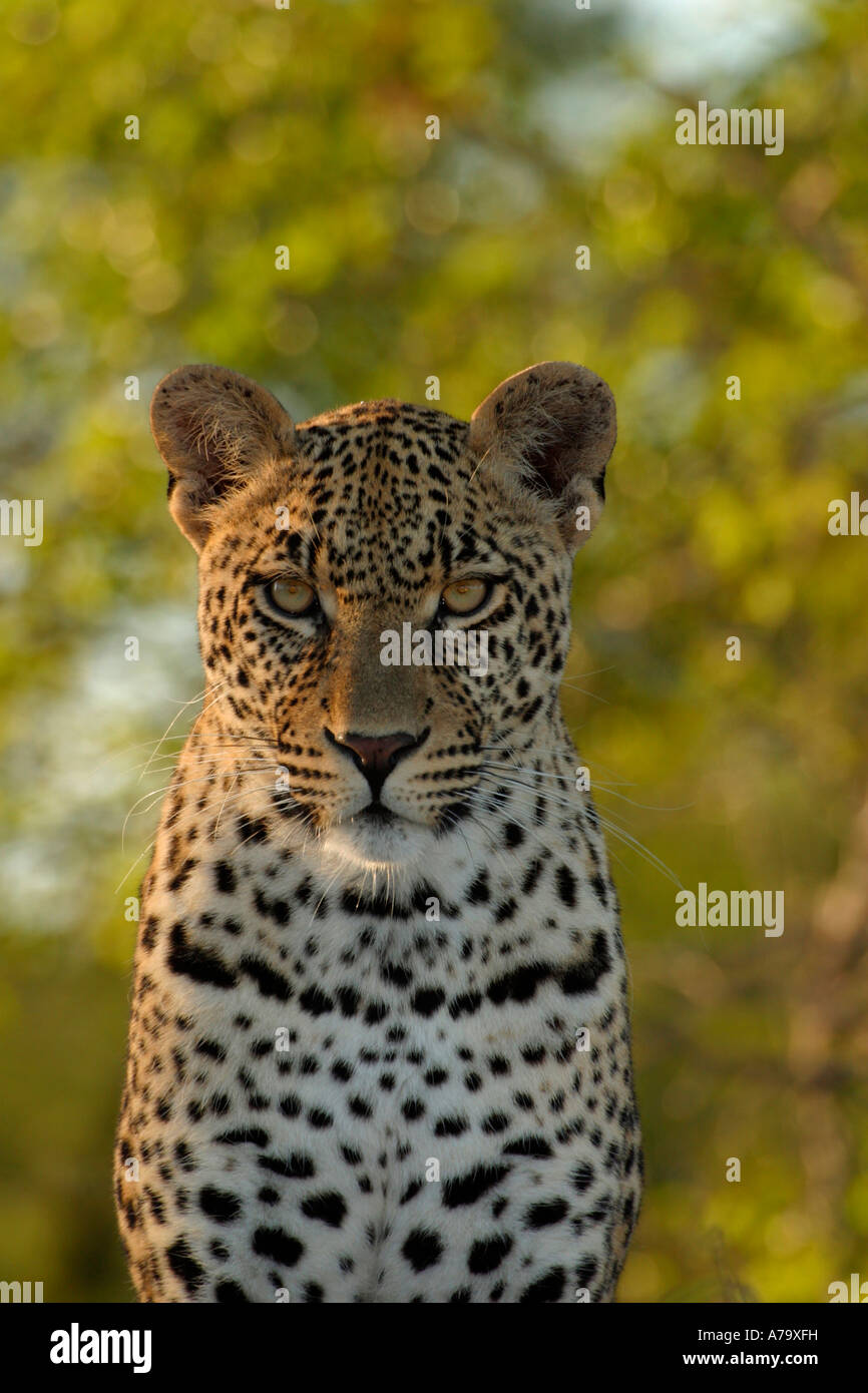 Portrait of a male leopard looking directly towards the camera Sabi ...