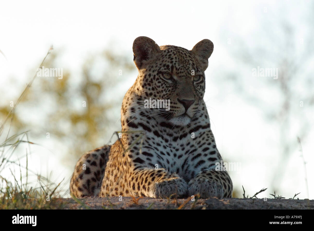 Leopard lying on the ground Sabi Sand Game Reserve Mpumalanga South ...