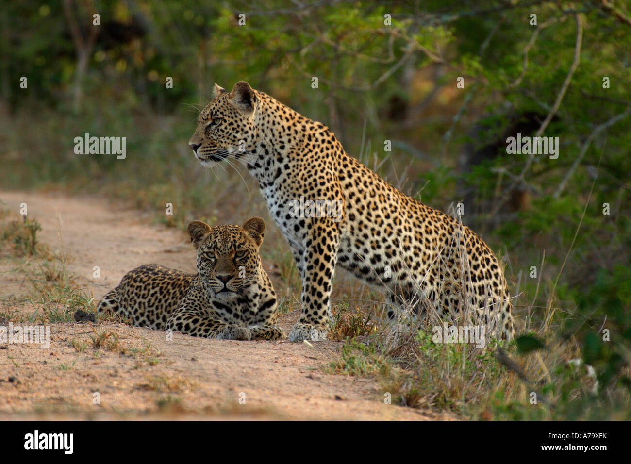 Two young male leopards siblings Sabi Sand Game Reserve Mpumalanga ...