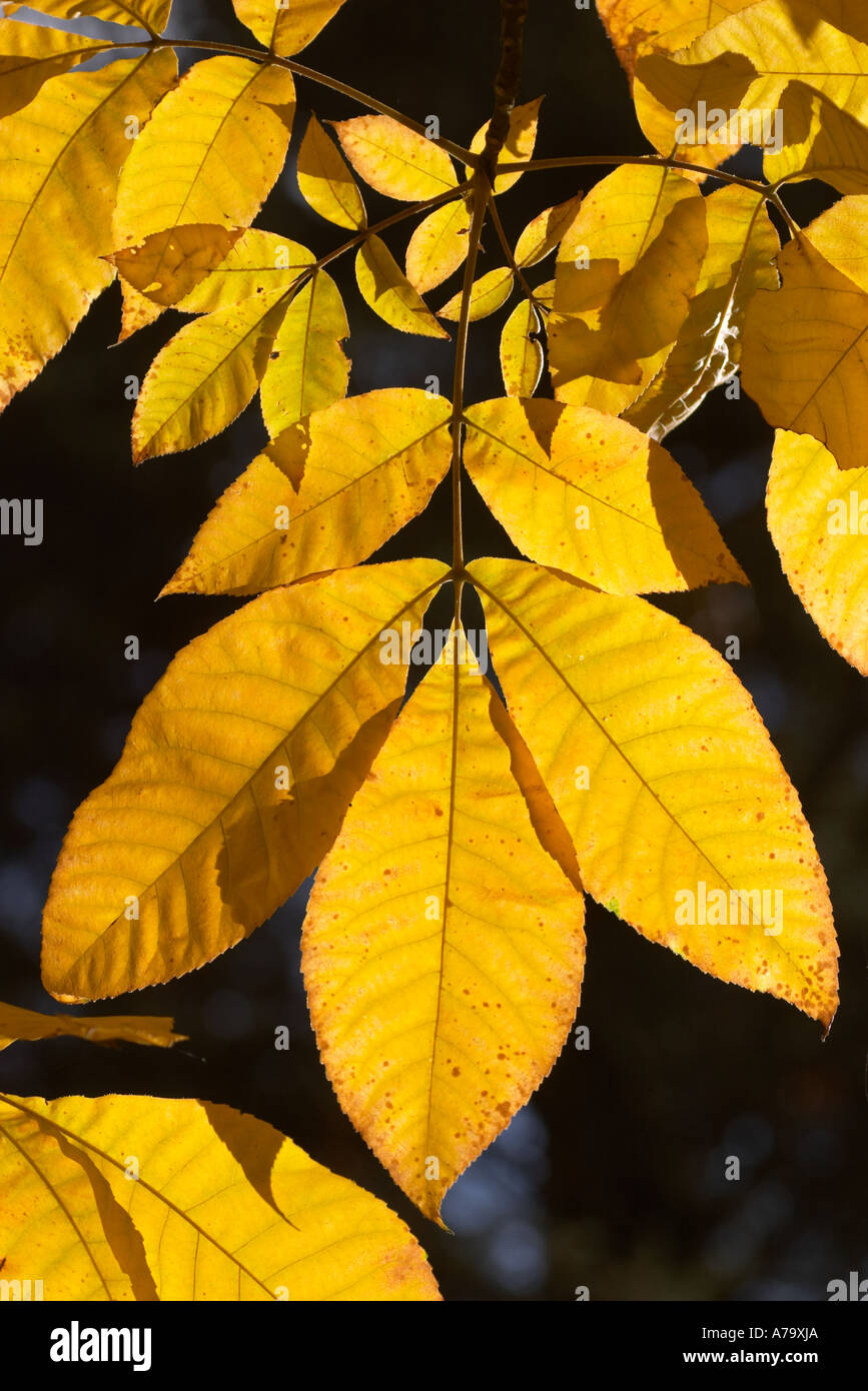 Carya ovata fraxinifolia hi-res stock photography and images - Alamy
