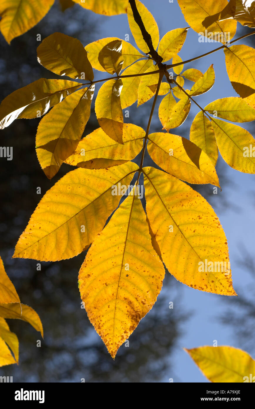 Hickory Leaves Stock Photos & Hickory Leaves Stock Images - Alamy