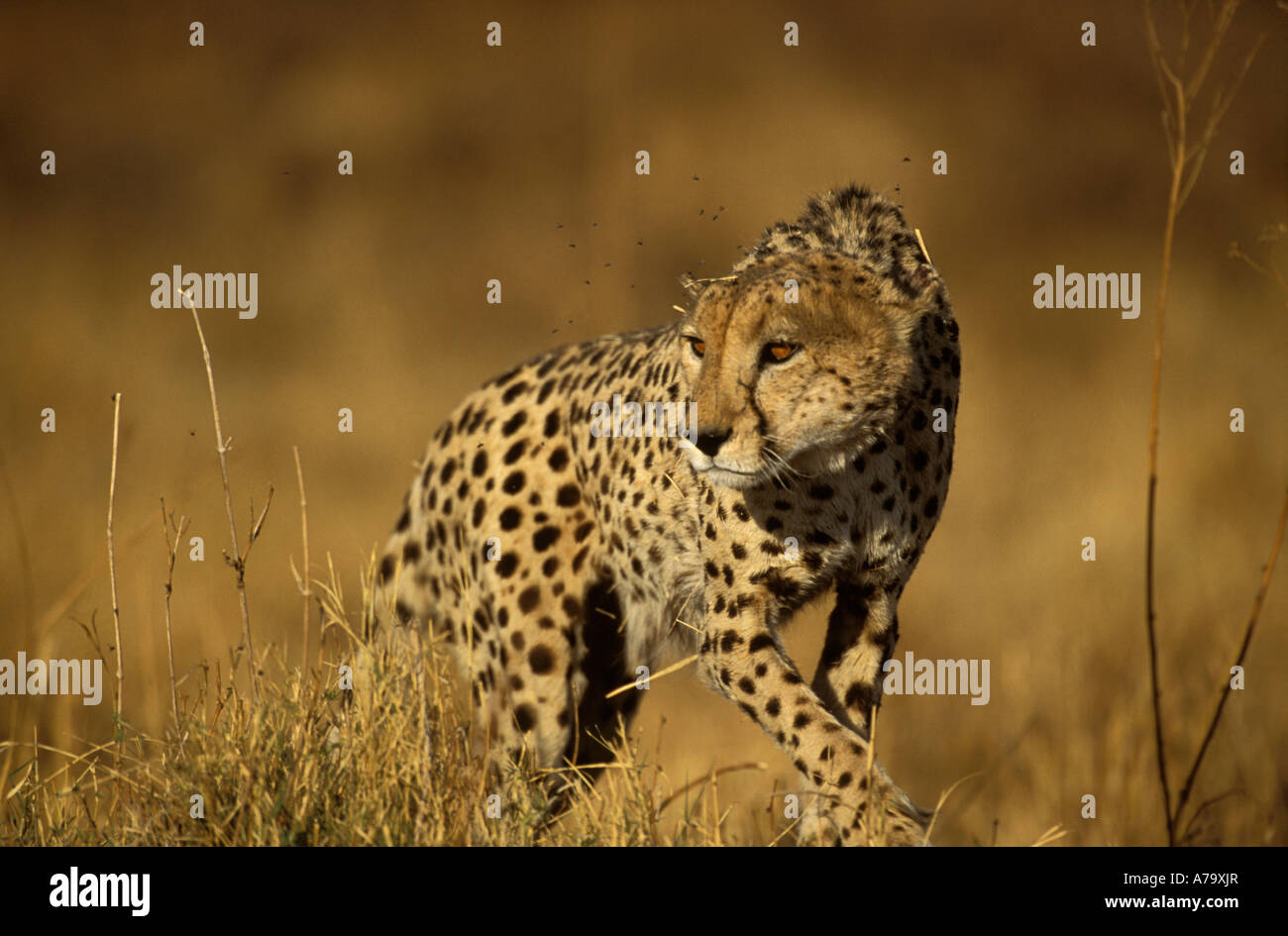 Cheetah Vision High Resolution Stock Photography and Images - Alamy