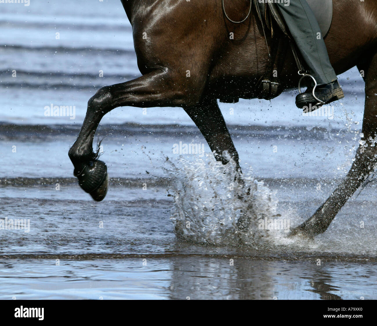Rearing horse hi-res stock photography and images - Alamy