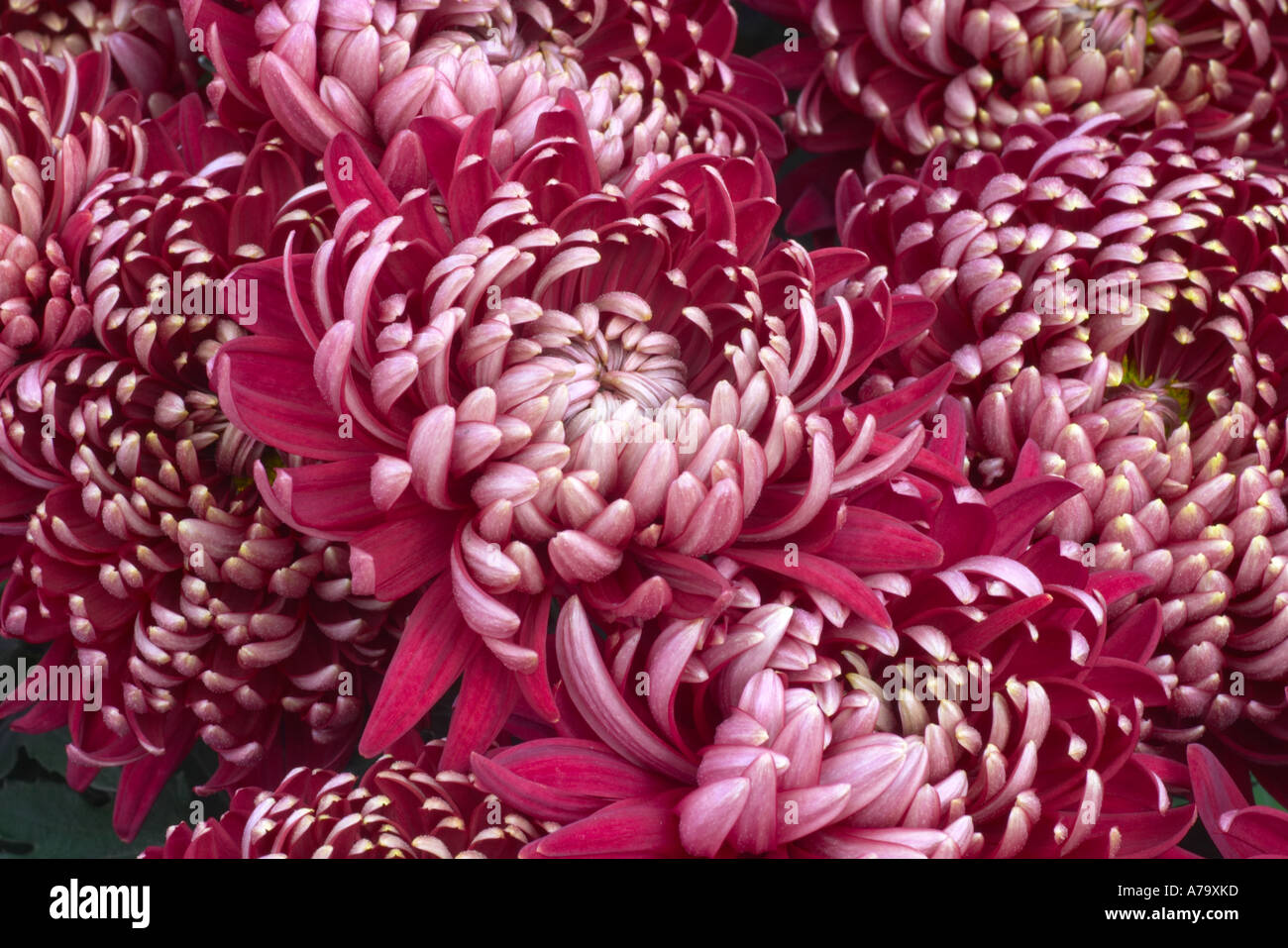 Boulou hi-res stock photography and images - Alamy