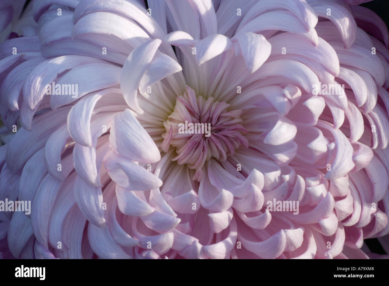 Boulou hi-res stock photography and images - Alamy