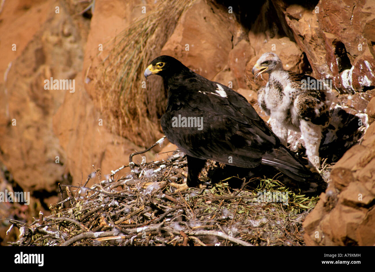 African Black Eagle