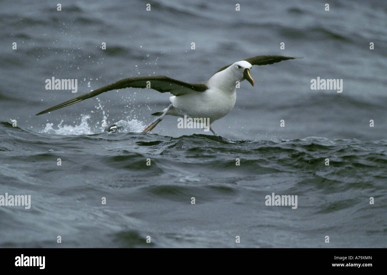 A Yellownosed Albatross landing on the water with wings outstretched ...