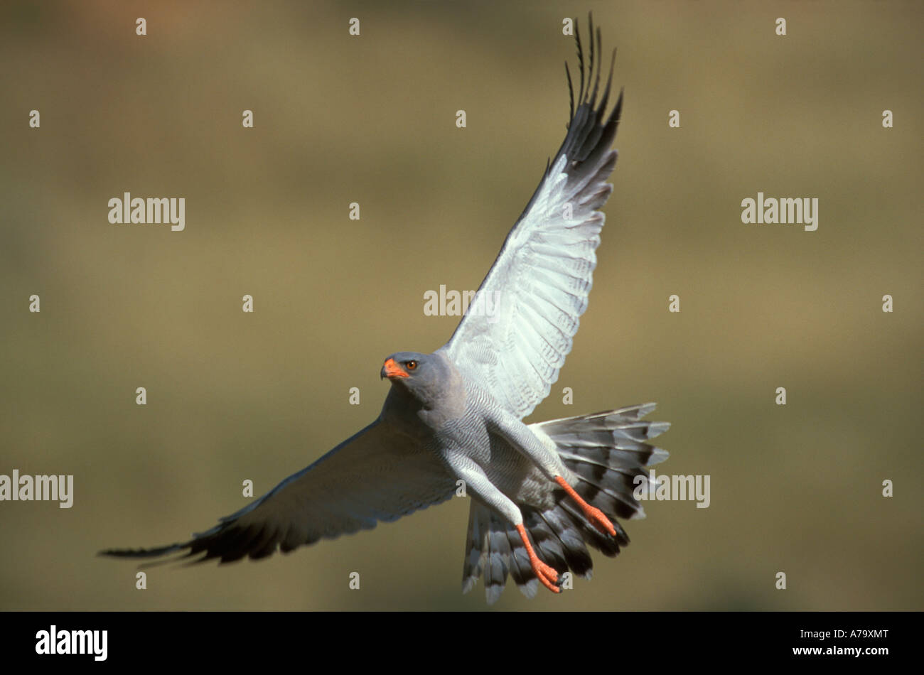 Pale chanting goshawk in flight hi-res stock photography and images - Alamy