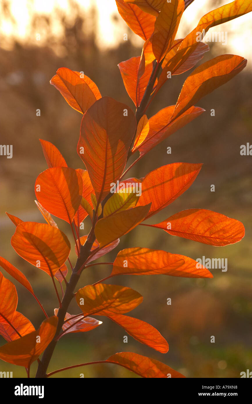 Smokewood tree hi-res stock photography and images - Alamy