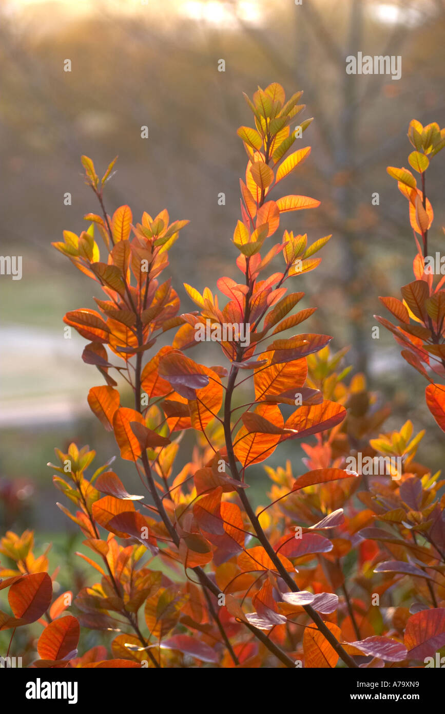 Cotinus flame hi-res stock photography and images - Alamy