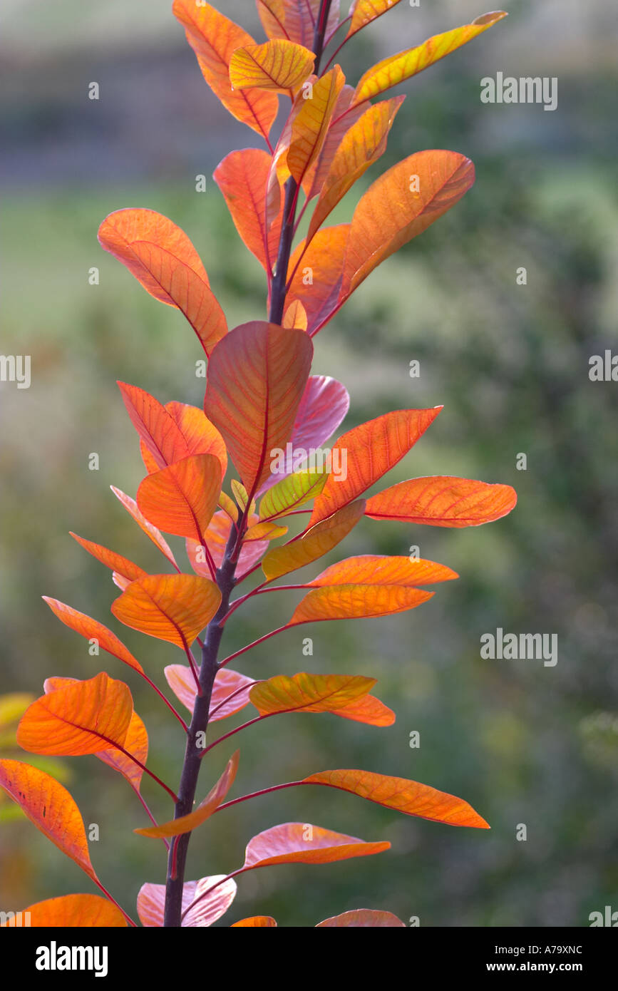 Smokewood flame hi-res stock photography and images - Alamy