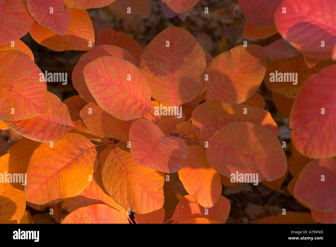 Cotinus smoke bush tree grace hi-res stock photography and images - Alamy