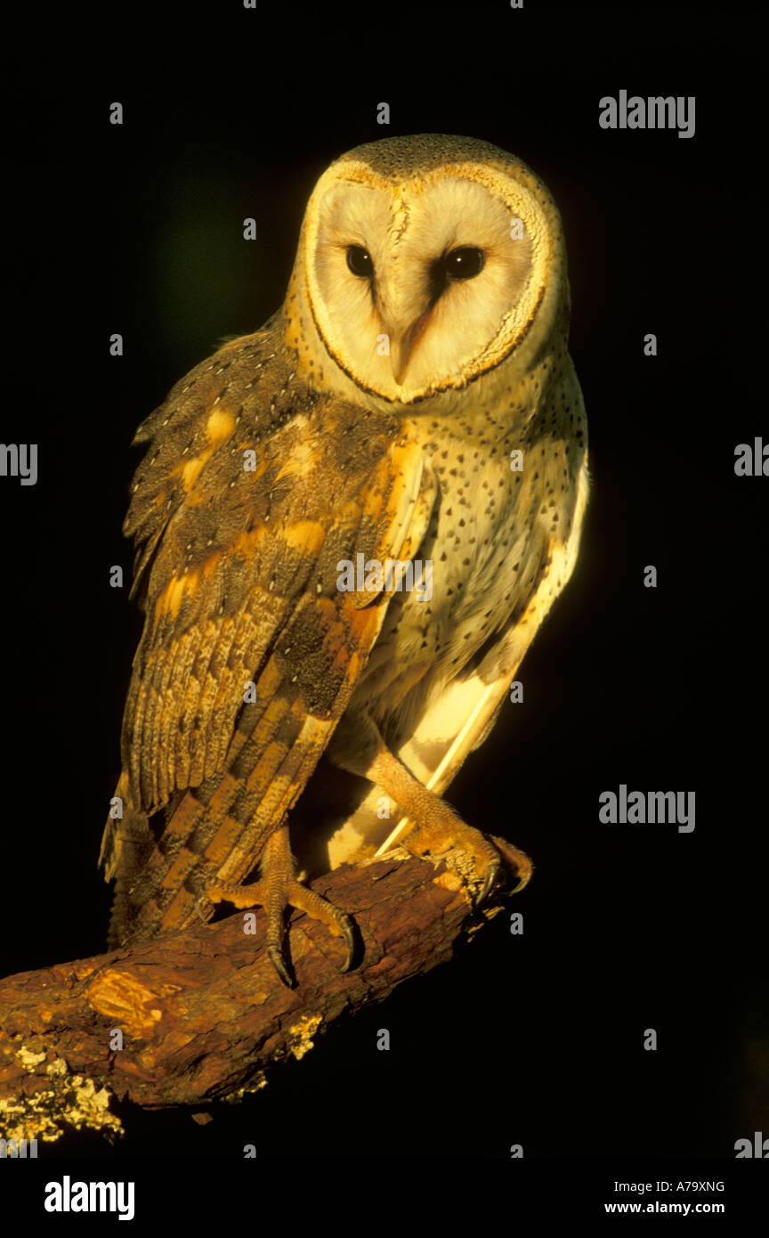 African barn owl hi-res stock photography and images - Alamy