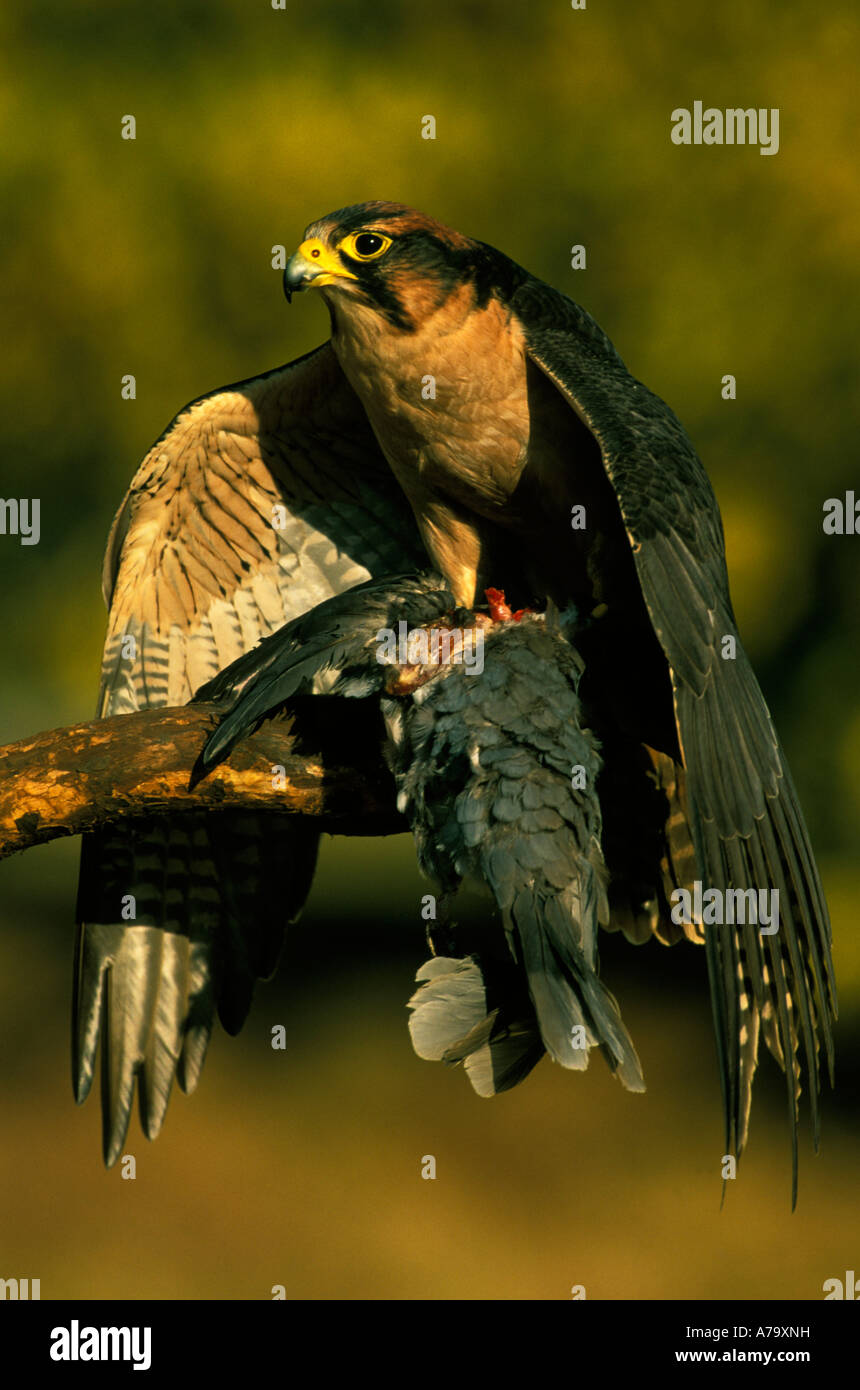 Lanner falcon with bird kill South Africa Stock Photo - Alamy