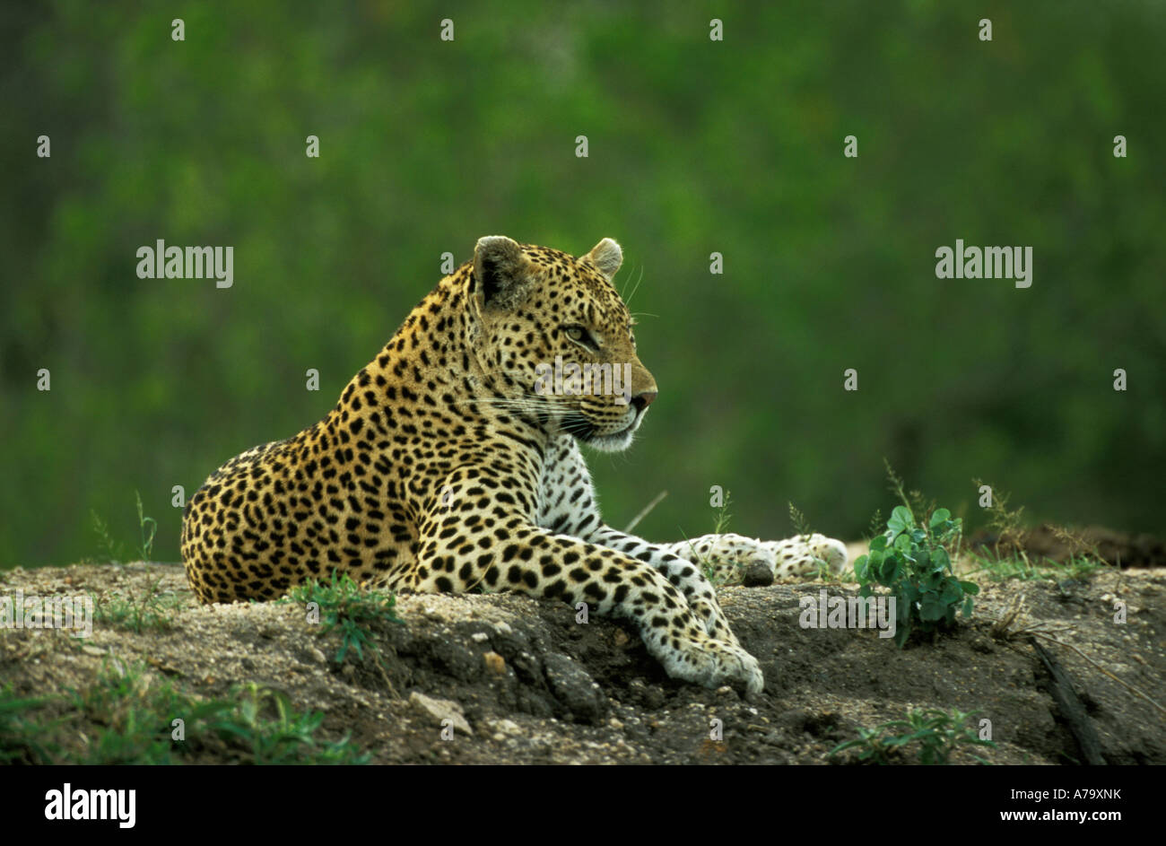 A Leopard lying on a sandy bank Botswana Stock Photo - Alamy