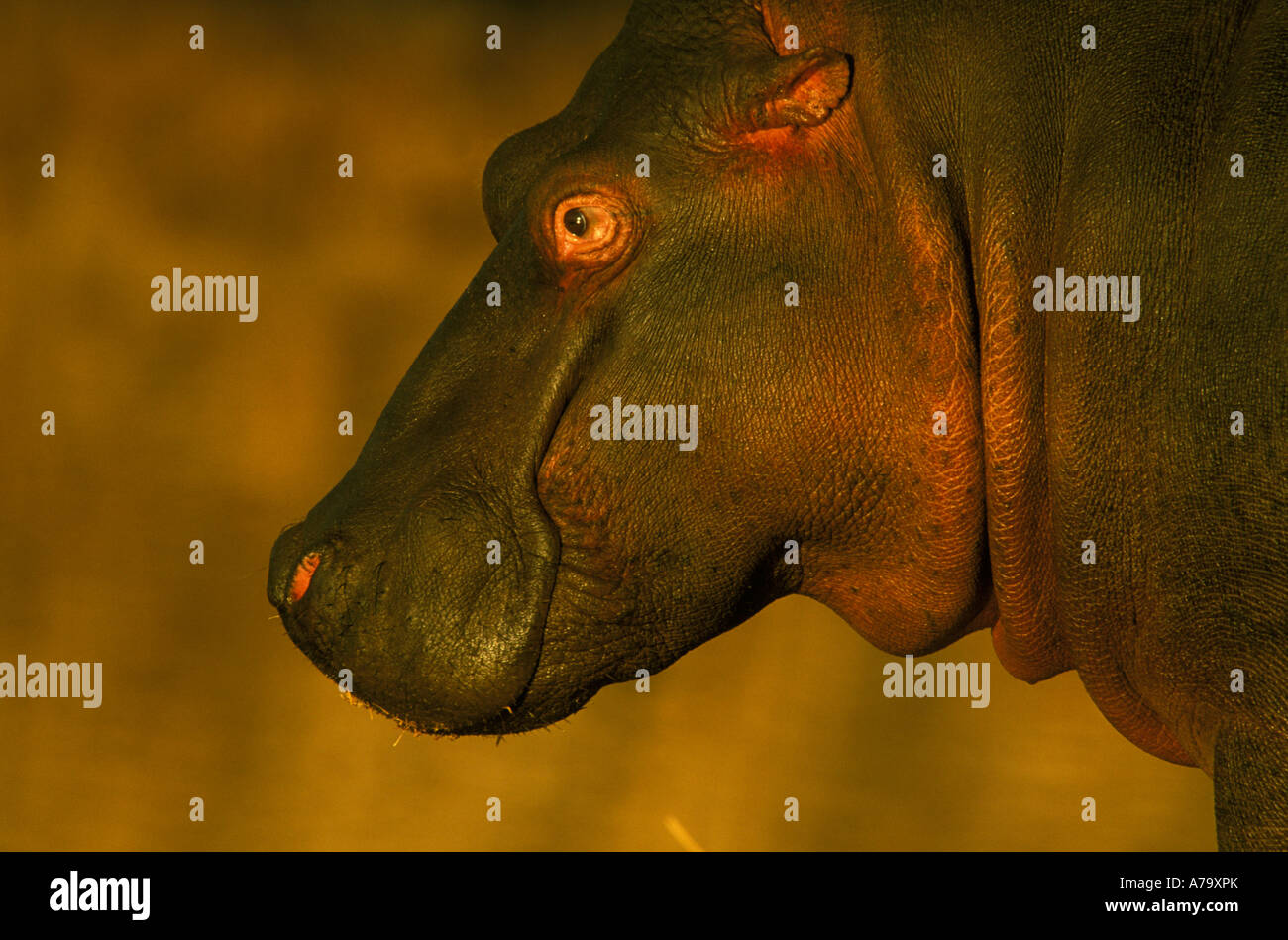 Small hippo ears hi-res stock photography and images - Alamy