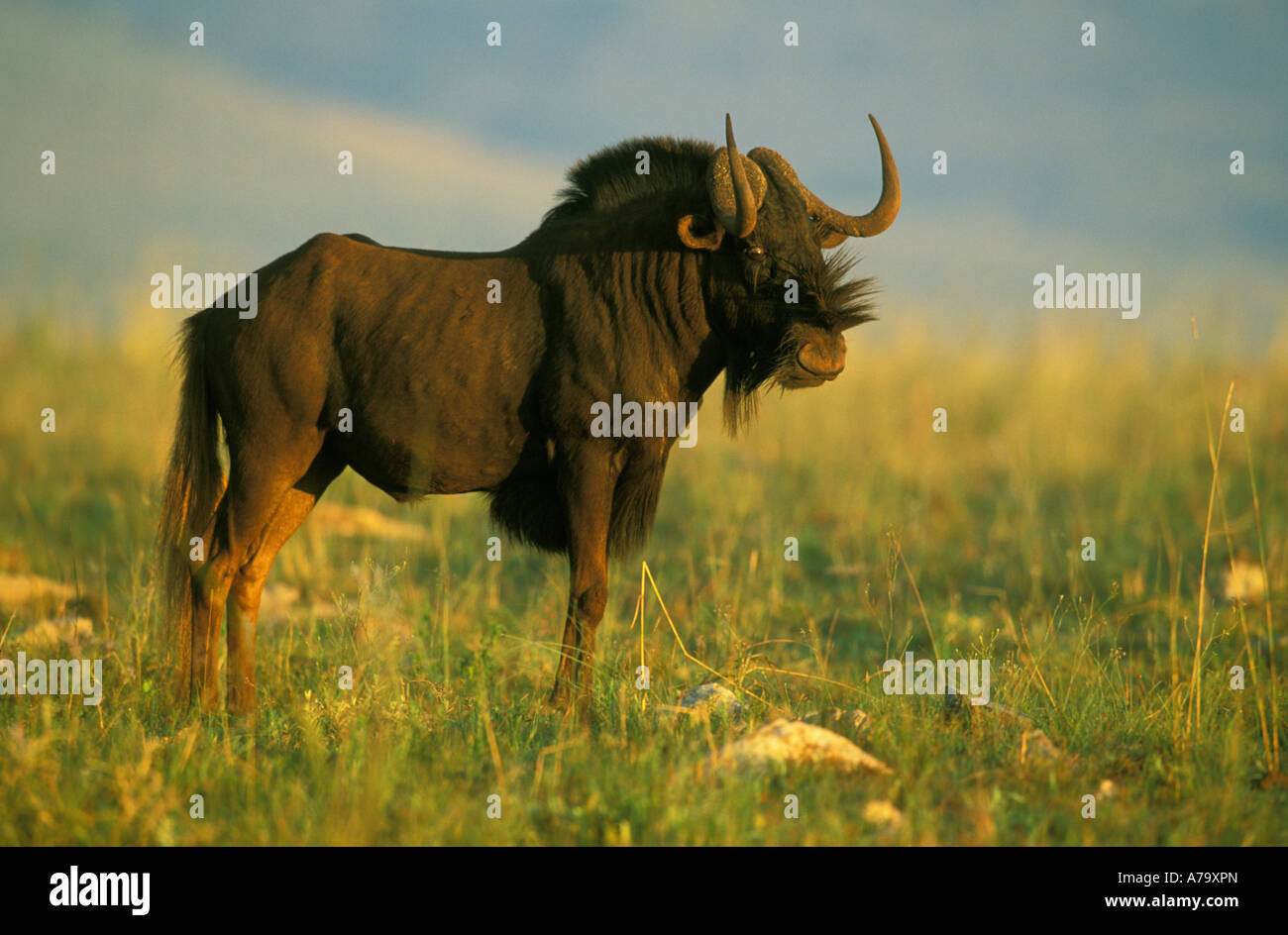 Black wildebeest bull side view Gauteng South Africa Stock Photo - Alamy