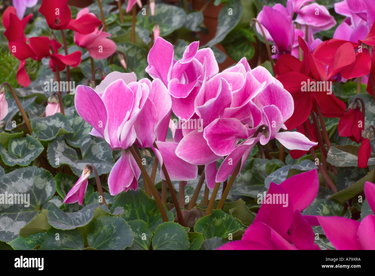 Cyclamen persicum Sierra Series Stock Photo - Alamy