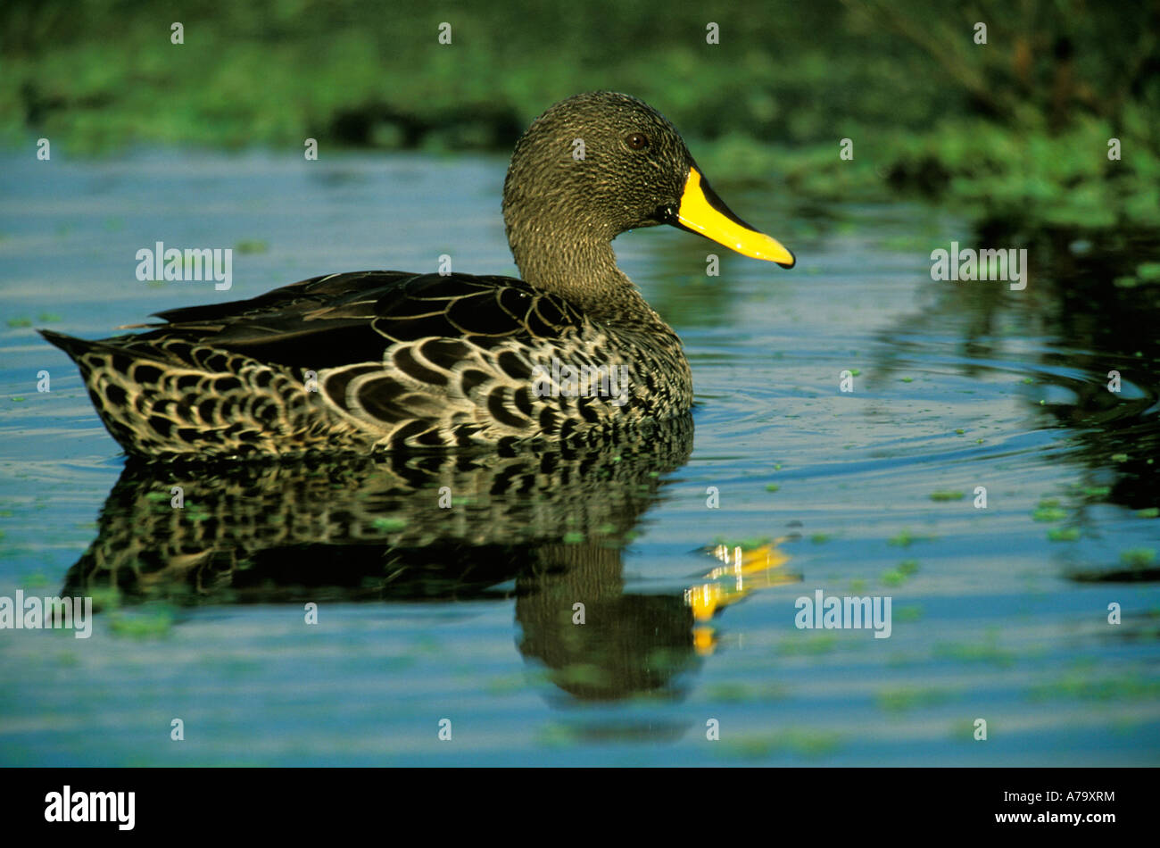 African yellow bill duck hi-res stock photography and images - Alamy