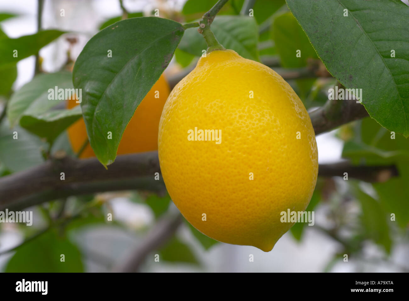 Meyeri tree hi-res stock photography and images - Alamy